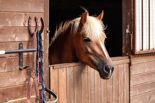 Pet Euthanasia: Know When It's Time To Have Your Pet Put Down