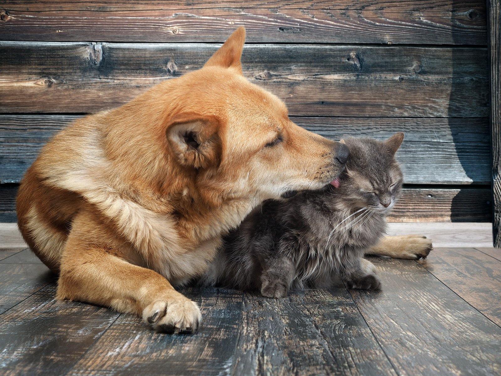 What To Do When One Of Your Pets Die